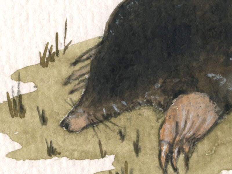 PRINT -mole Painting, Mole Watercolor, Mole Print, Mole Art, Mole Mouse ...