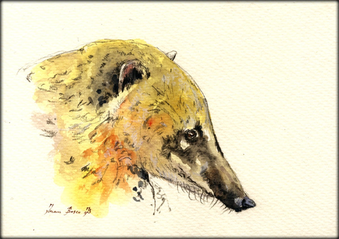PRINT-Coati coatimundi animal head painting watercolor PRINT | Etsy