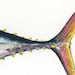 POSTER PRINT Tuna Fish Species Bigeye Yellowfin & Skipjack Sport ...