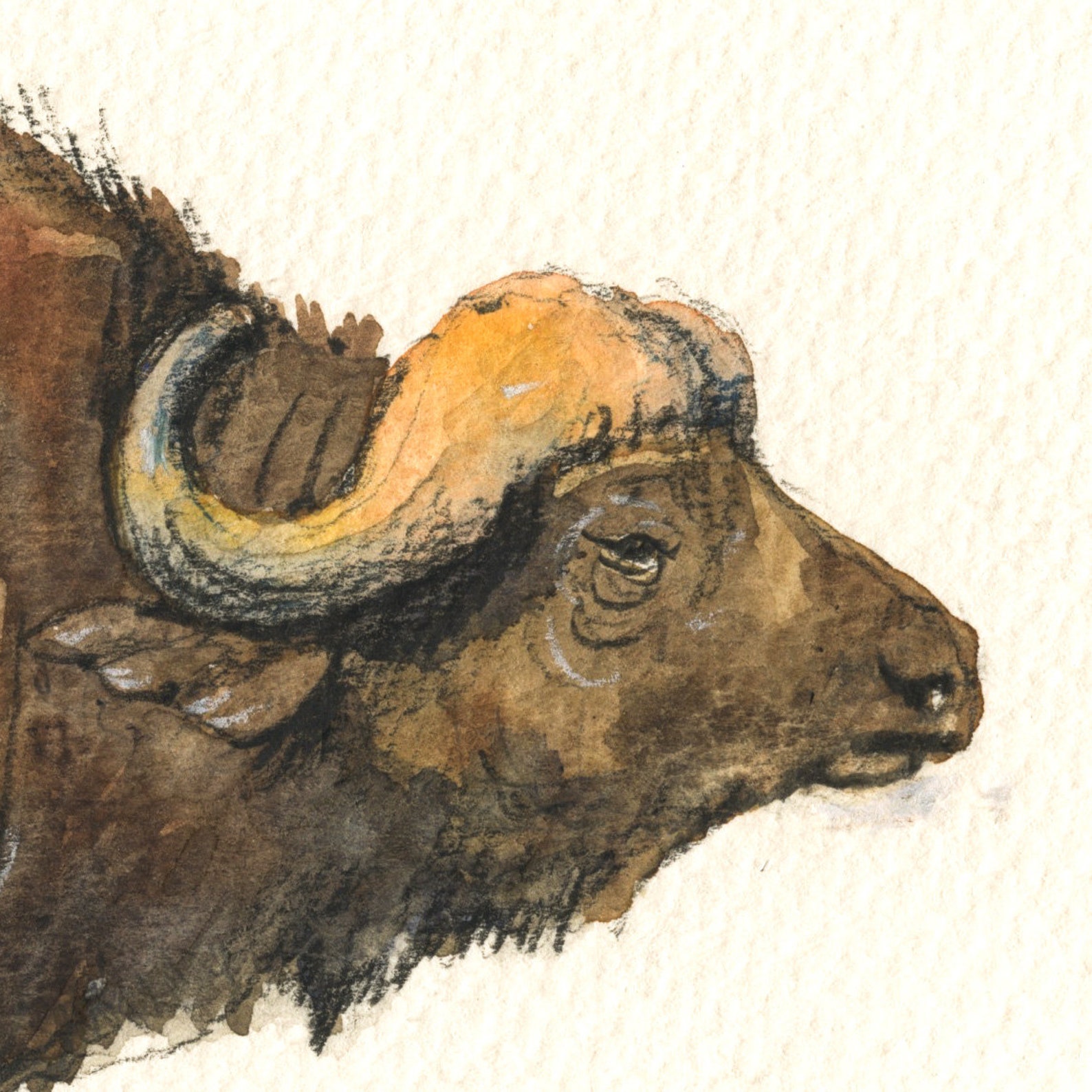 African Buffalo Watercolor on Paper Painting, Syncerus Caffer, Cape ...