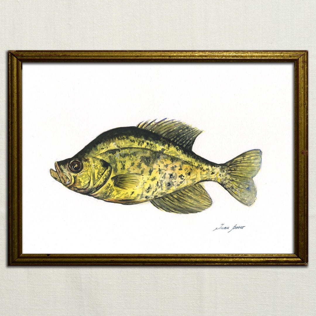 Black Crappie Fish Watercolor on Paper, Freshwater Fish Artwork ...