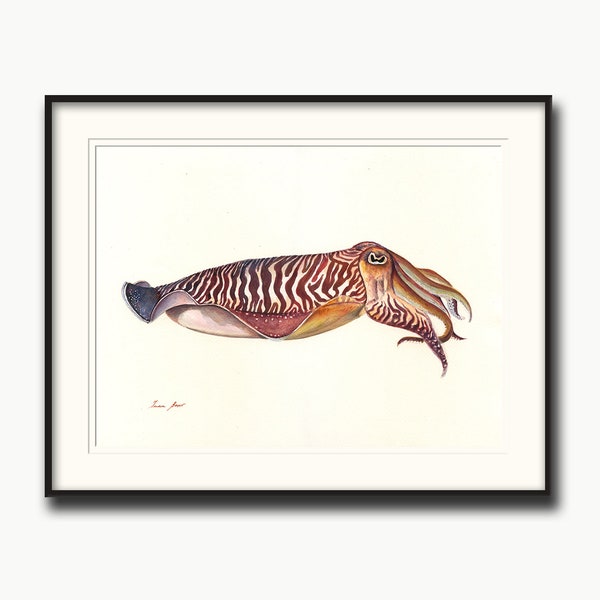Cuttlefish Art - Etsy