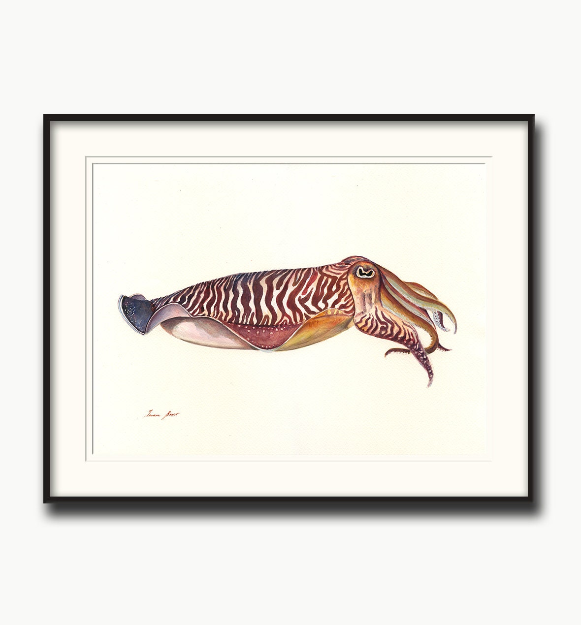 Cuttlefish Illustration