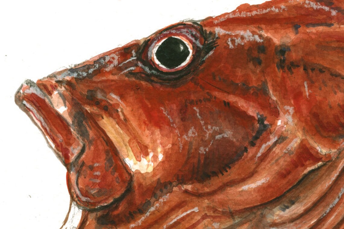 PRINT Vermilion Rockfish Red Fish Saltwater Gamefish Fishing - Etsy
