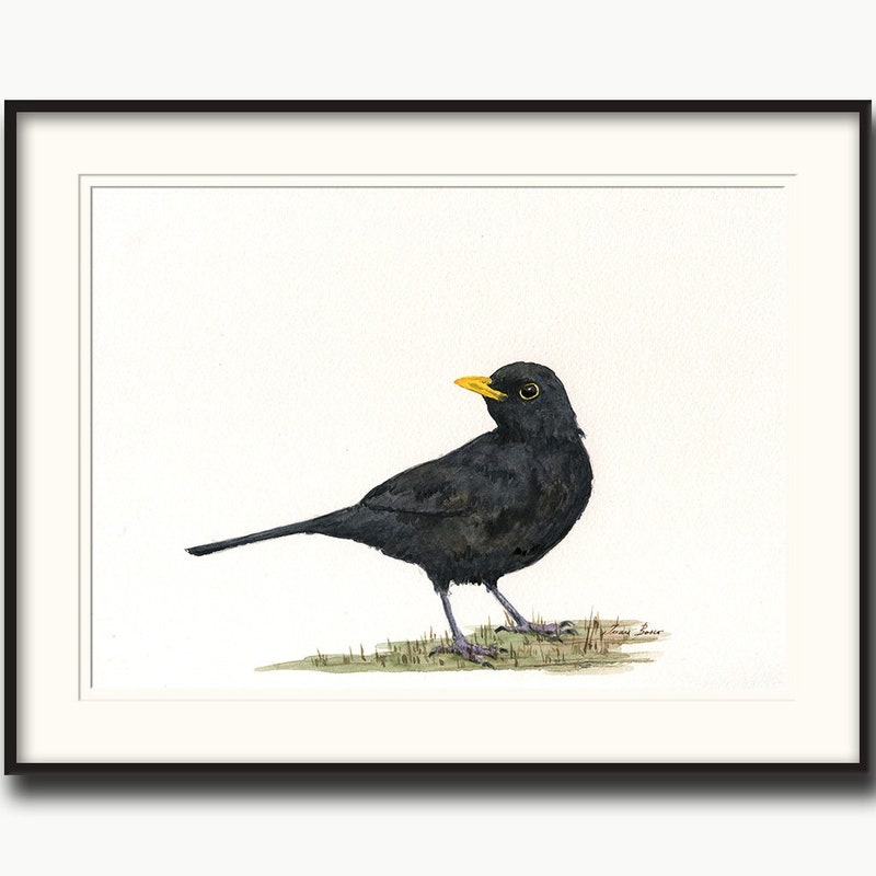 Blackbird Print - Etsy Australia