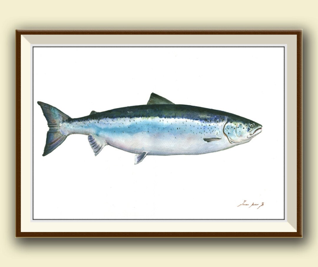 PRINT- Atlantic Salmon Fish Art Wall Painting Watercolor Original Salmo ...