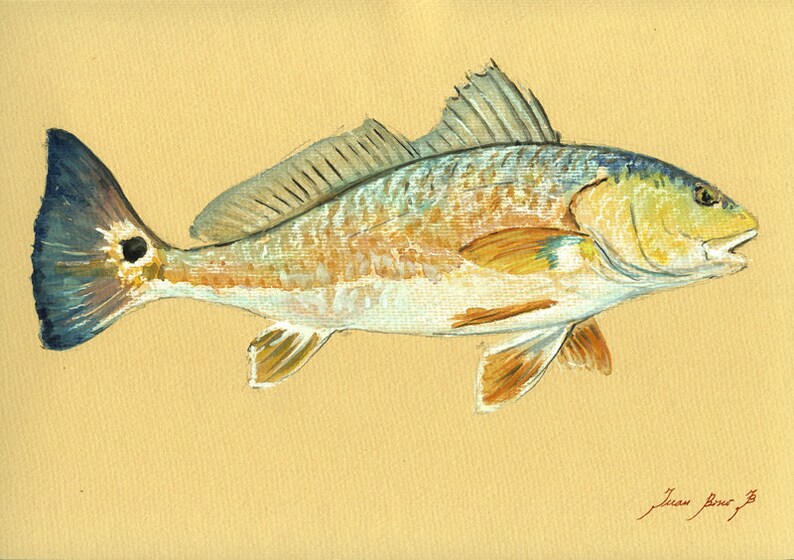 Print-redfish Game Fishing Fresh Salt Water Sport Fishing - Etsy