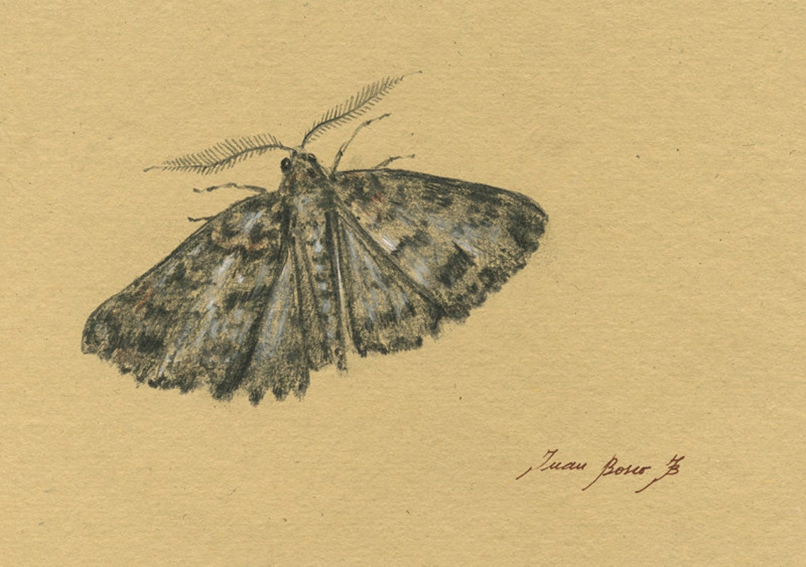 Moth Drawing Moth Artwork Insect Art Drawing Print - Etsy