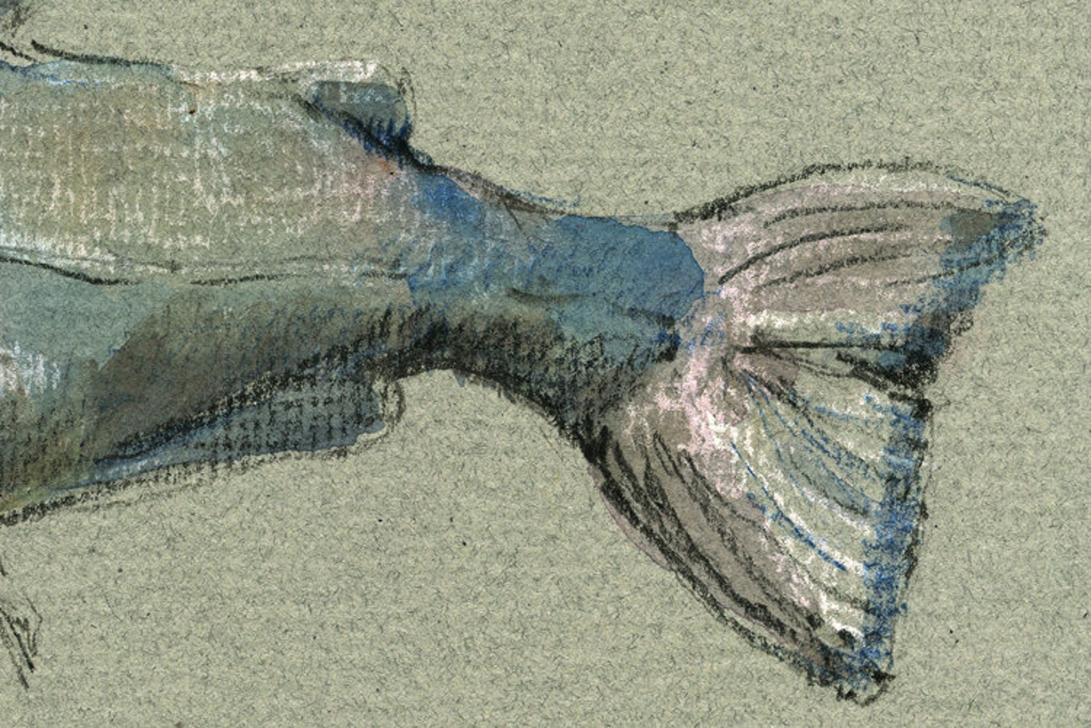 Print-catfish Fish Fishing Decor Catfish Painting Catfish - Etsy