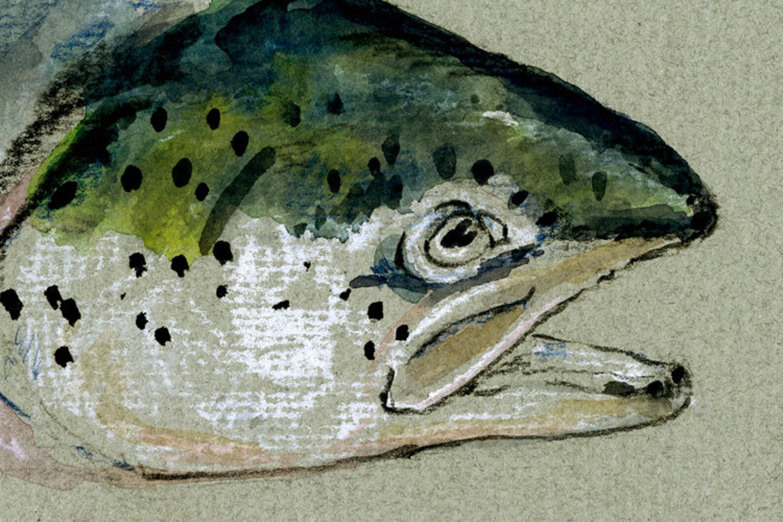 Print-atlantic Salmon Fish Art Wall Painting Watercolor - Etsy