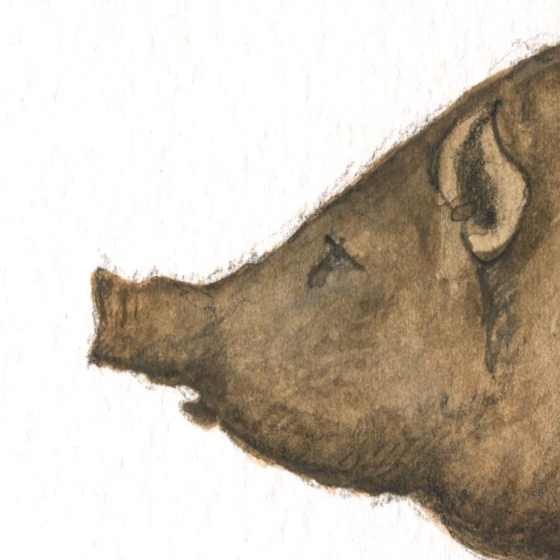 Brown Pig Watercolor on Paper Painting, Sus Domesticus, Brown Swine ...