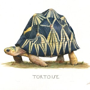 PRINT Radiated Tortoise Tortoise Madagascar Turtle Tortoise Art Wall ...