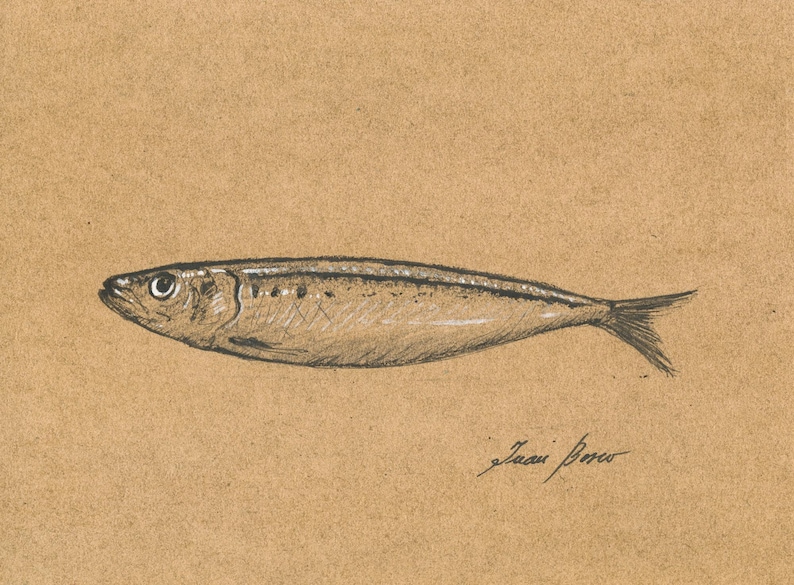 Original, NOT A PRINT- Pilchard Artwork, Sardine Charcoal Sketch ...