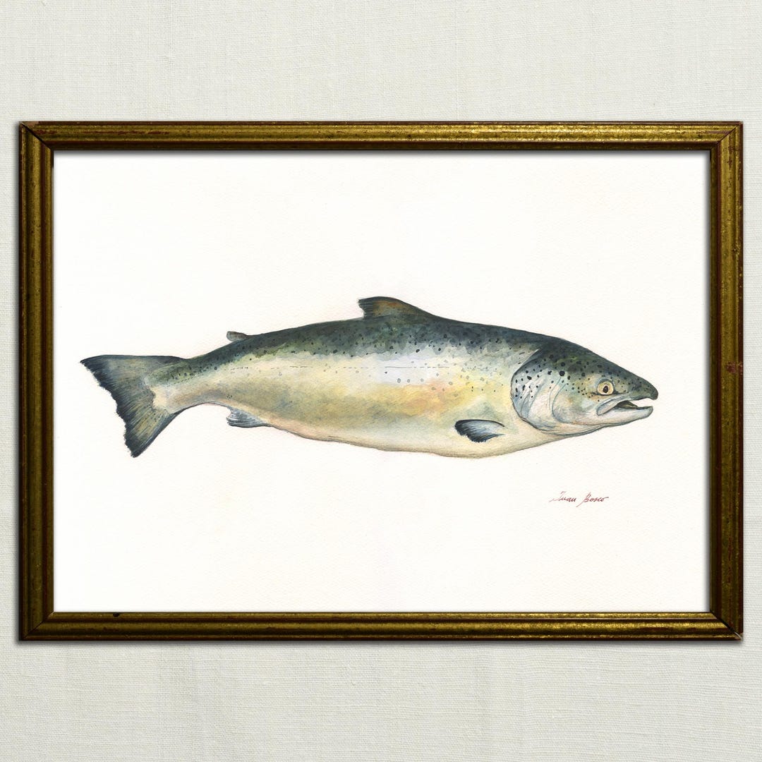 Atlantic Salmon Watercolor on Paper Painting, Salmo Salar, Salmon ...