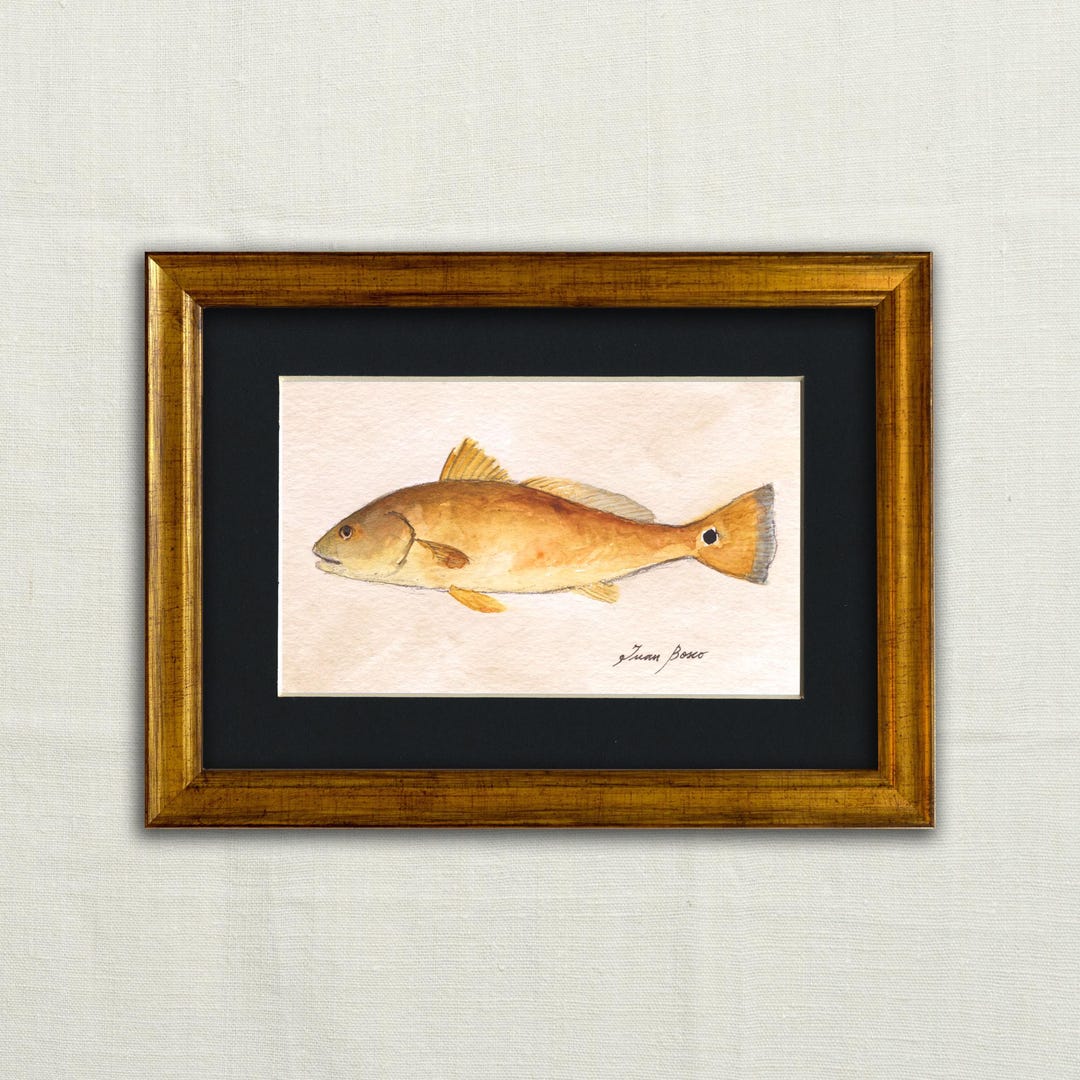 Watercolor Painting, NOT A PRINT - Red Drum Fish Art, Redfish ...
