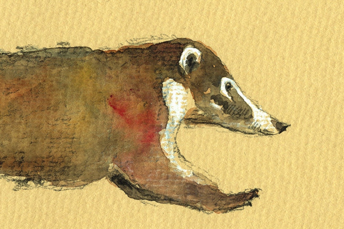 Print-coati Coatimundi Animal Head Painting Watercolor PRINT - Etsy Denmark