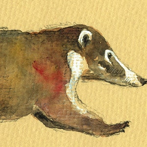 Print-coati Coatimundi Animal - Head Painting Watercolor PRINT Coati ...