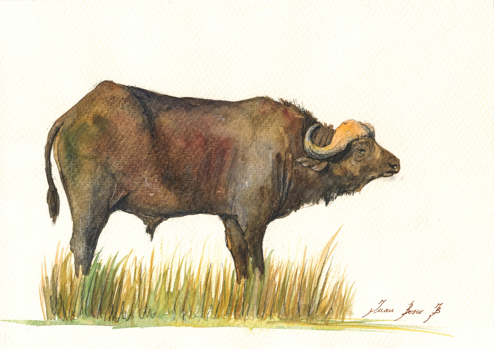 African Buffalo Watercolor on Paper Painting, Syncerus Caffer, Cape ...