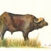 African Buffalo Watercolor on Paper Painting, Syncerus Caffer, Cape ...