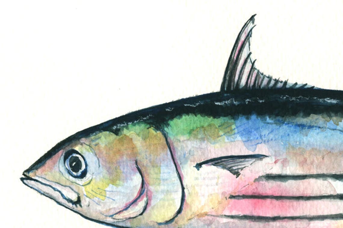 POSTER PRINT Tuna Fish Species Bigeye Yellowfin & Skipjack | Etsy