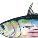 POSTER PRINT Tuna Fish Species Bigeye Yellowfin & Skipjack Sport ...