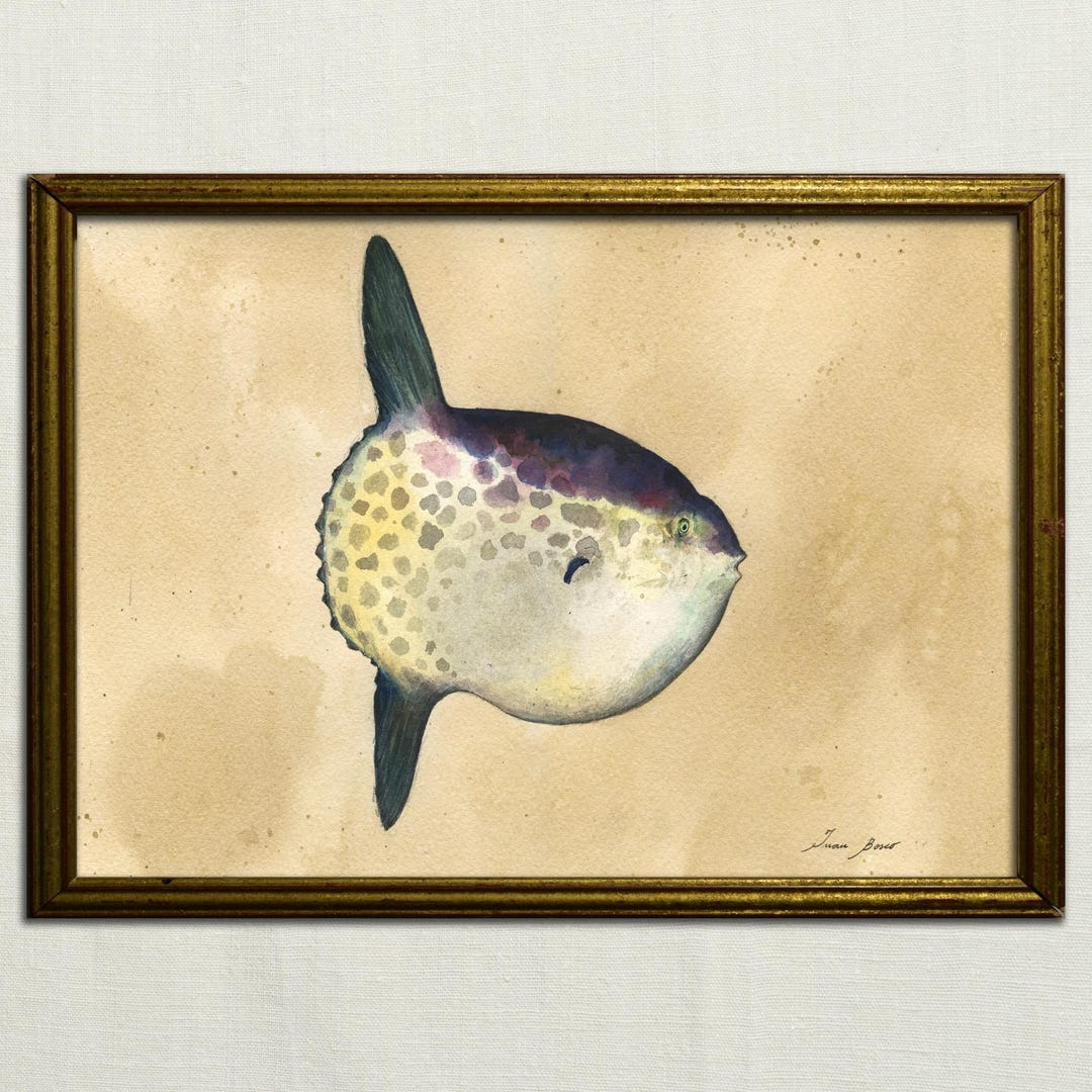 Ocean Sunfish Watercolor on Paper Painting, Common Mola Illustration, Mola Mola, Sunfish ...