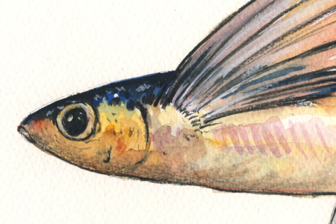 PRINT Flying Fish Fish Painting Art Print Exocoetidae Fish - Etsy