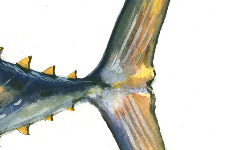 PRINT- Yellowfin Tuna Fish- Tuna Painting Art Print - Tuna Fish Art ...