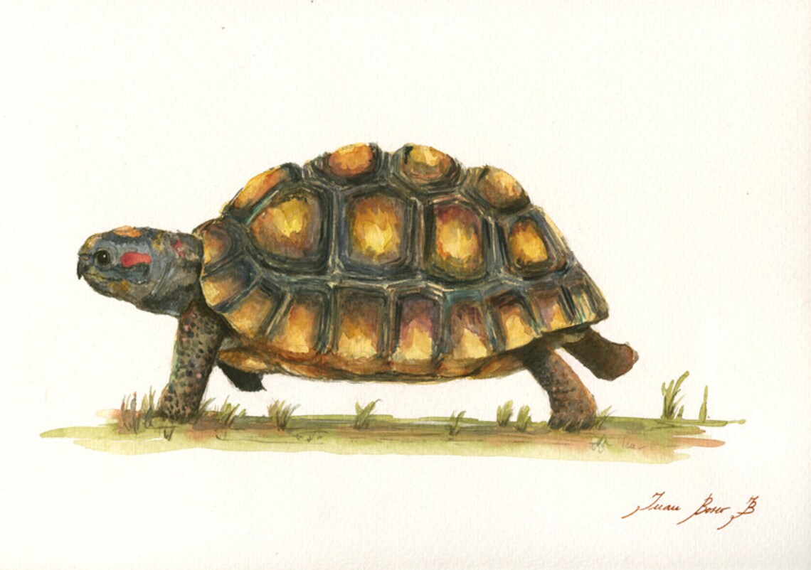 PRINT- Red Footed Tortoise - Tortoise South America Turtle -tortoise ...