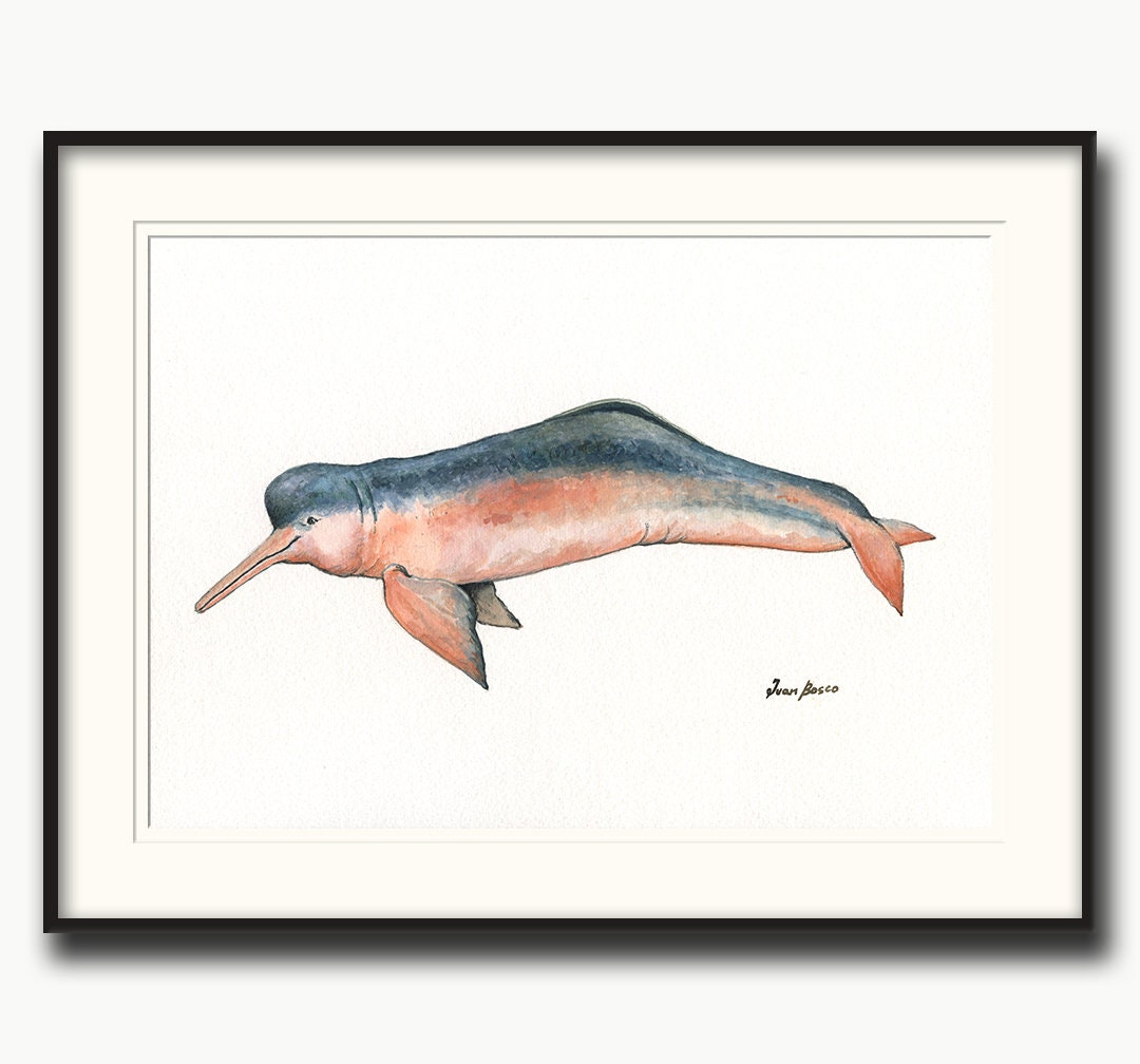 Amazon River Dolphin Drawing