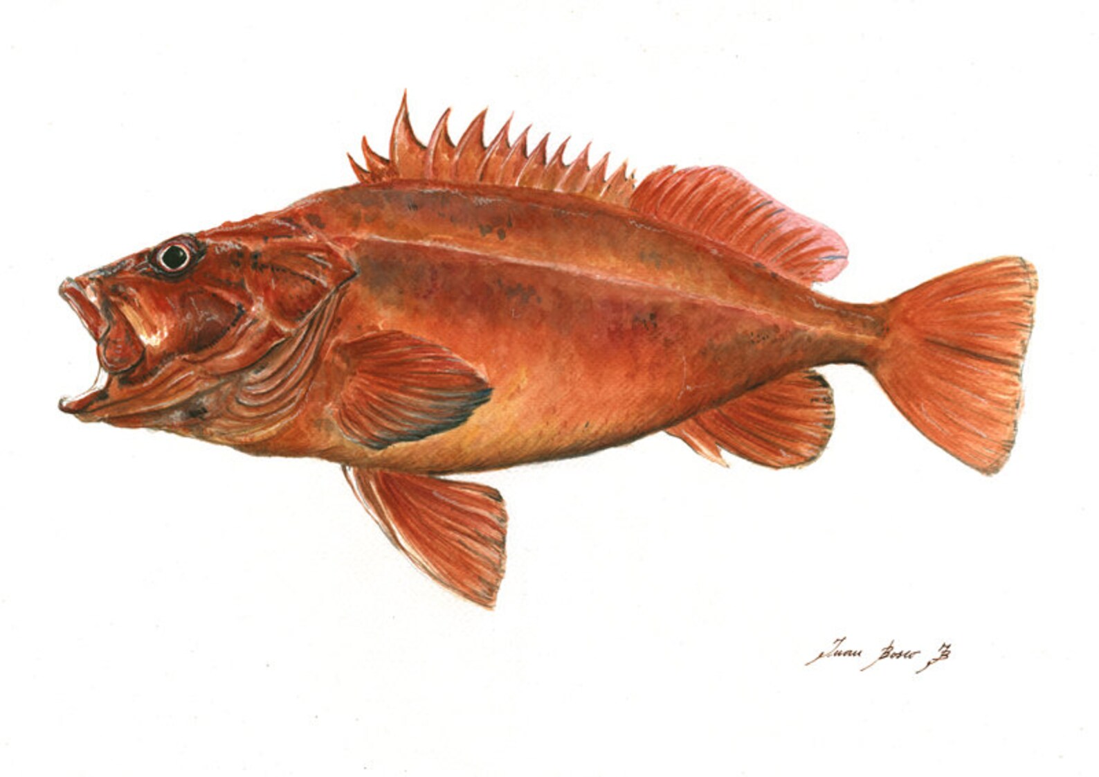 PRINT- Vermilion Rockfish Red Fish Saltwater Gamefish Fishing Art ...