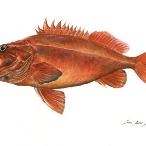 PRINT- Vermilion Rockfish Red Fish Saltwater Gamefish Fishing Art ...