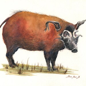 PRINT Red River Hog Artwork Pig Painting Pig Art Pig - Etsy