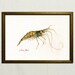 PRINT -prawn Painting, Shrimp Seafood Watercolor Art, Prawn Print ...