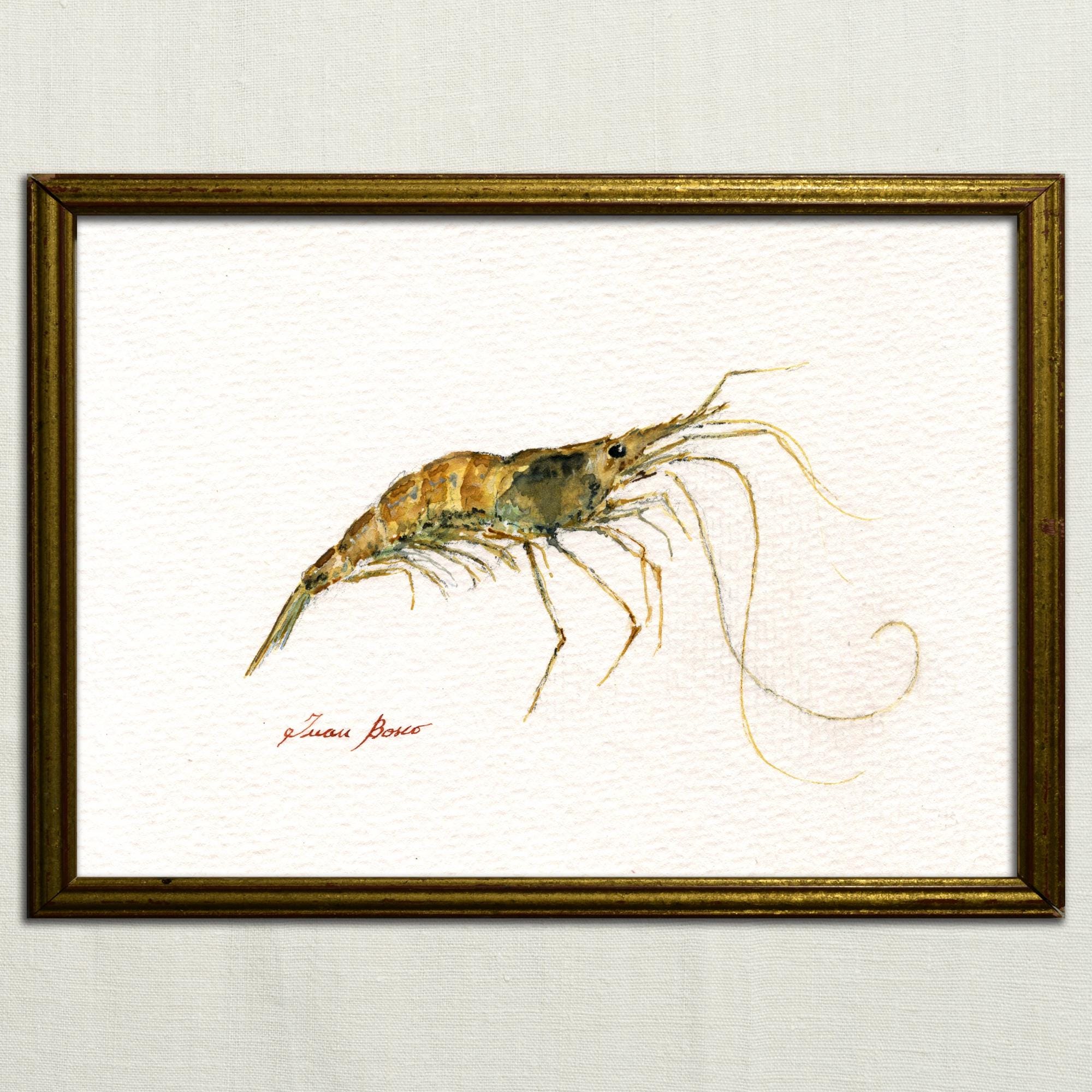 PRINT -prawn Painting, Shrimp Seafood Watercolor Art, Prawn Print ...