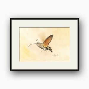 Hummingbird Moth - Etsy