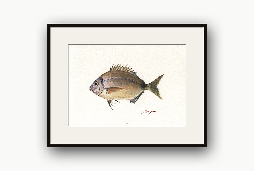 PRINT -sea Bream Fish, Fish Painting Art Print - Sea Bream Fish Art ...