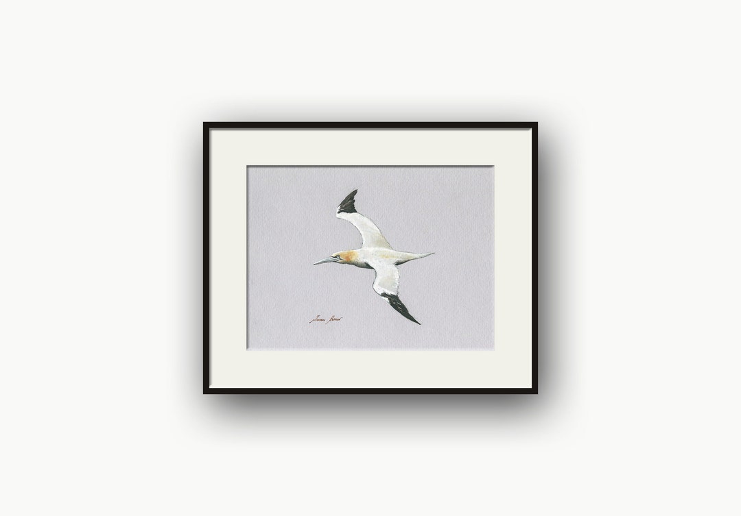 Albatross Watercolor on Paper Painting, Diomedeidae, Flying Albatross ...