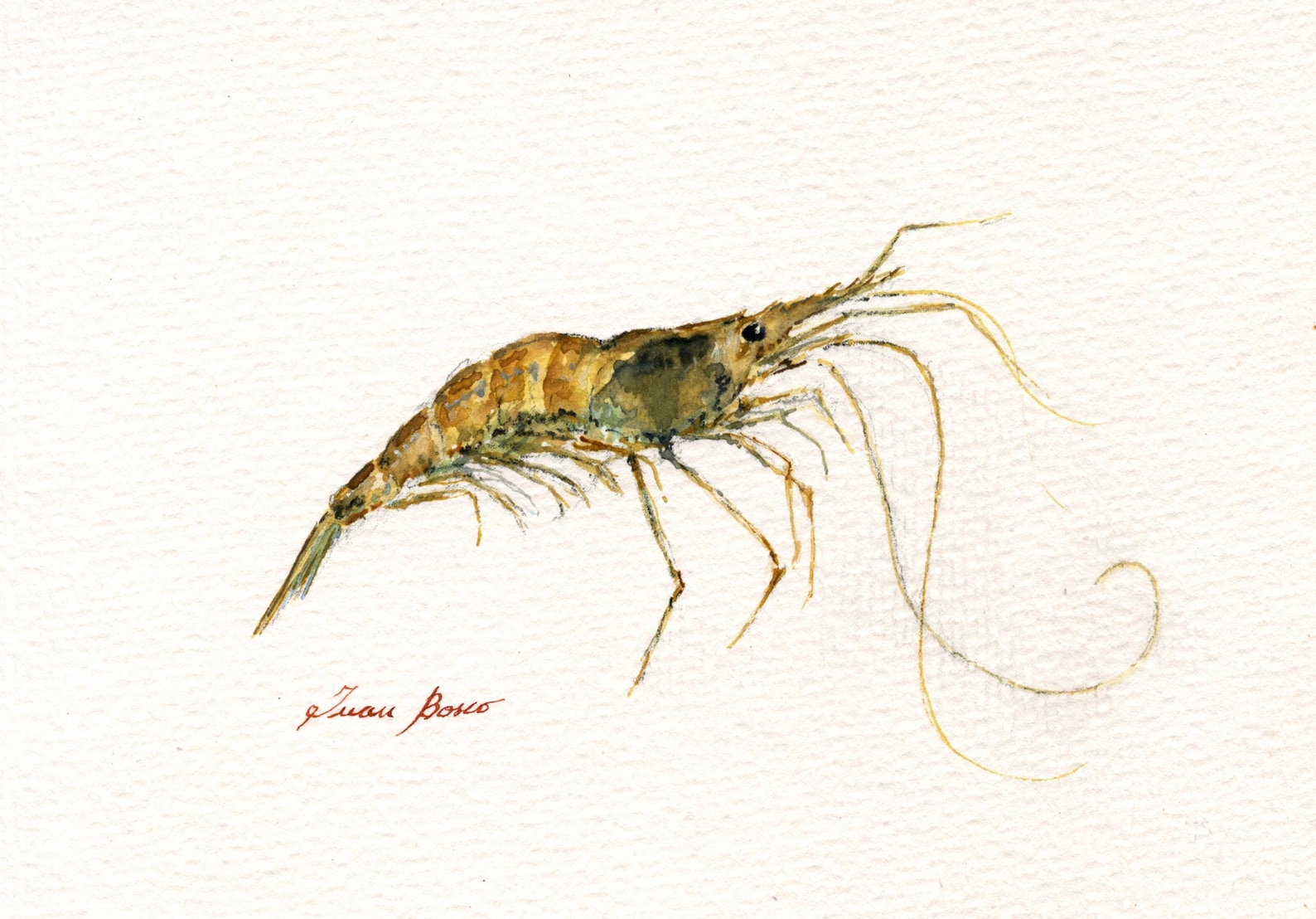 PRINT -prawn Painting, Shrimp Seafood Watercolor Art, Prawn Print ...