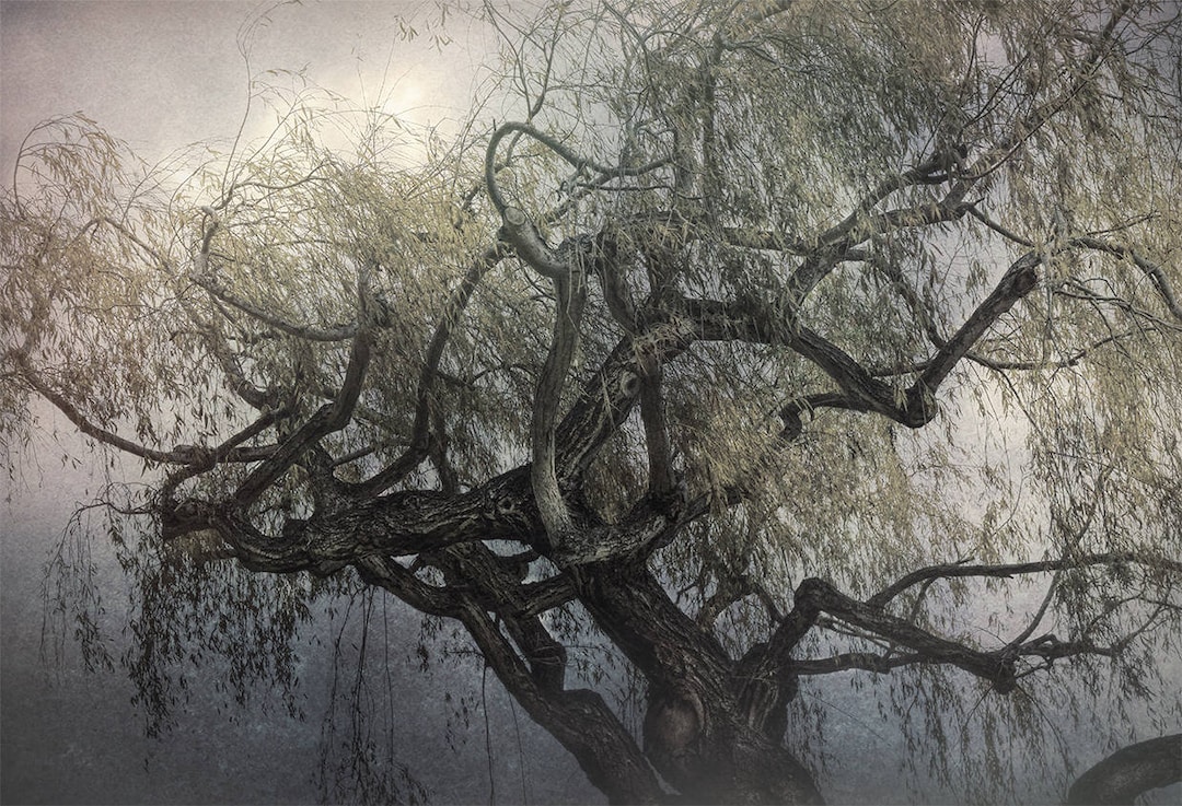 Gothic Tree Nature Photographic Art Decor Print-twisted Gnarled Moody ...