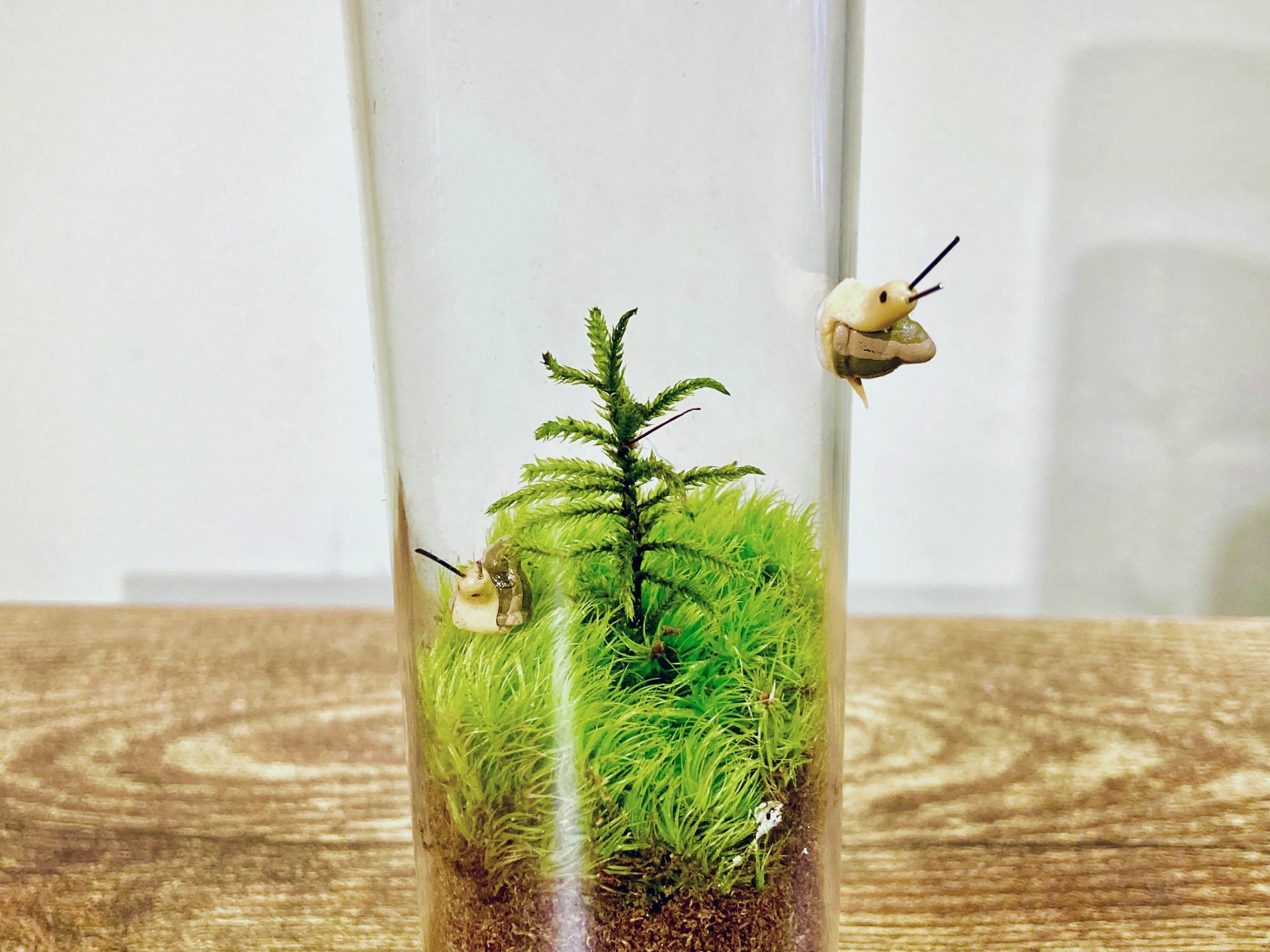 Snail Terrarium Kit - Etsy