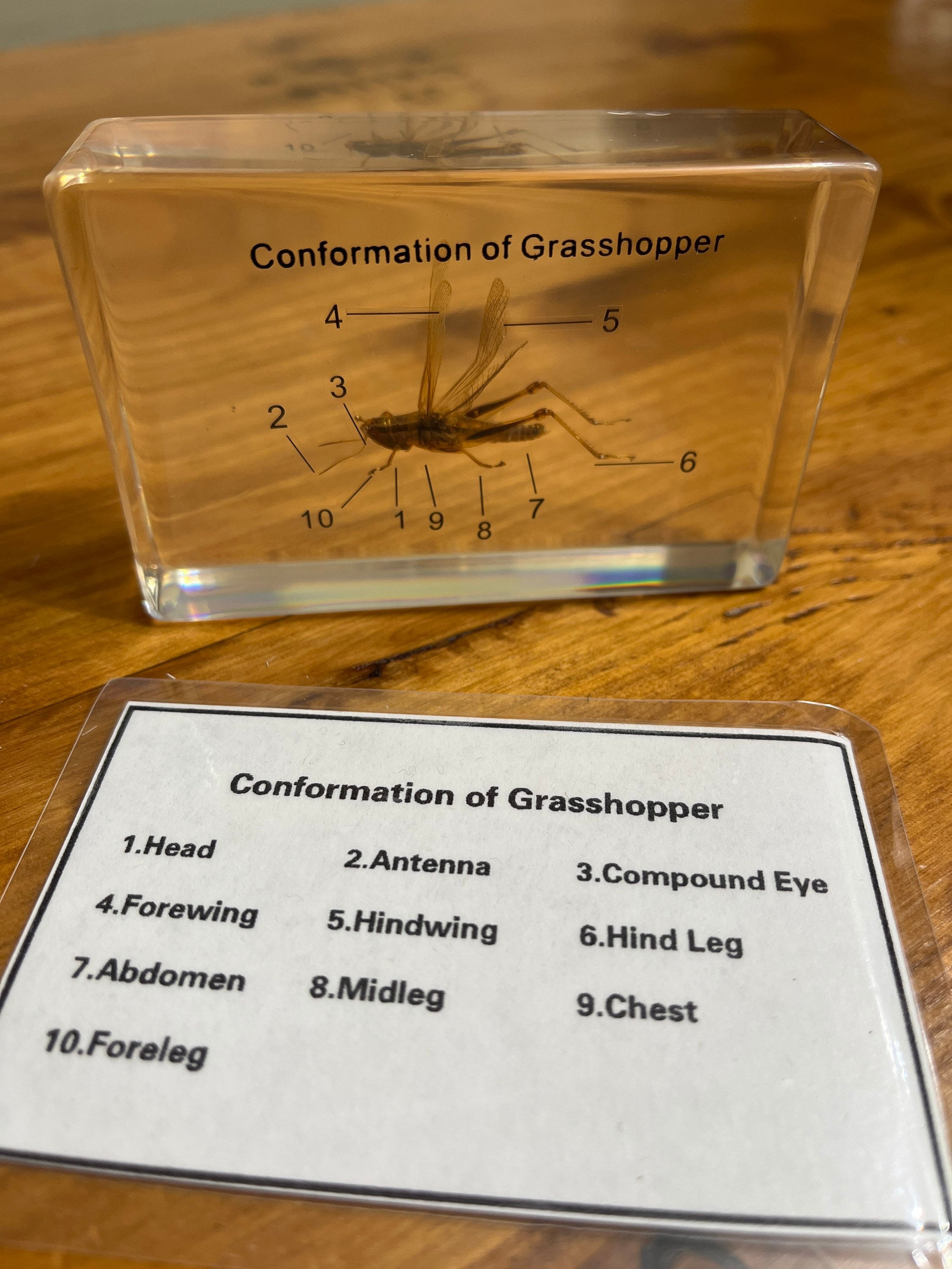 Grasshopper in Resin - Lucite - Acrylic - Bug Insect Specimen Teaching ...