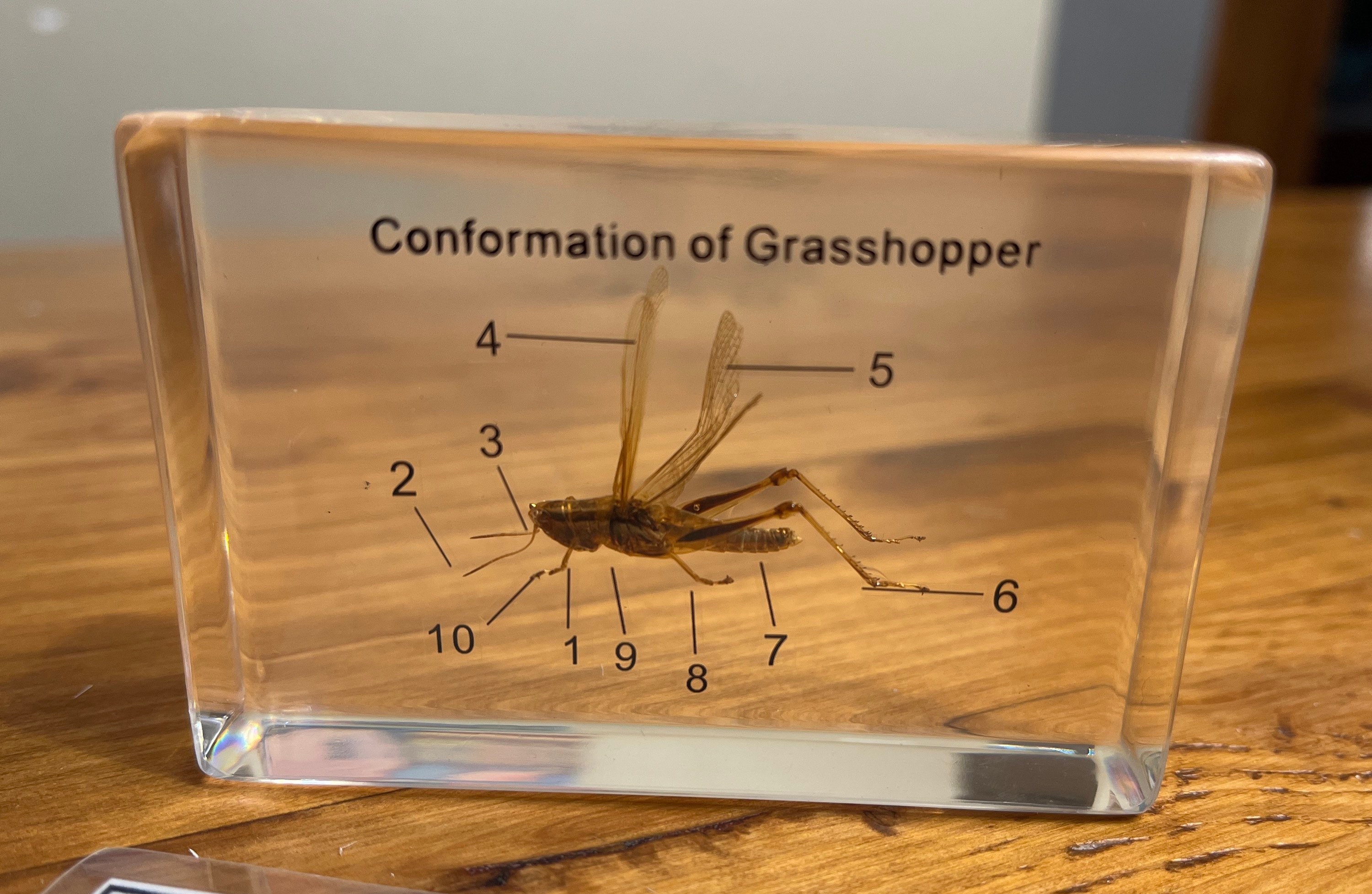 Grasshopper in Resin - Lucite - Acrylic - Bug Insect Specimen Teaching ...