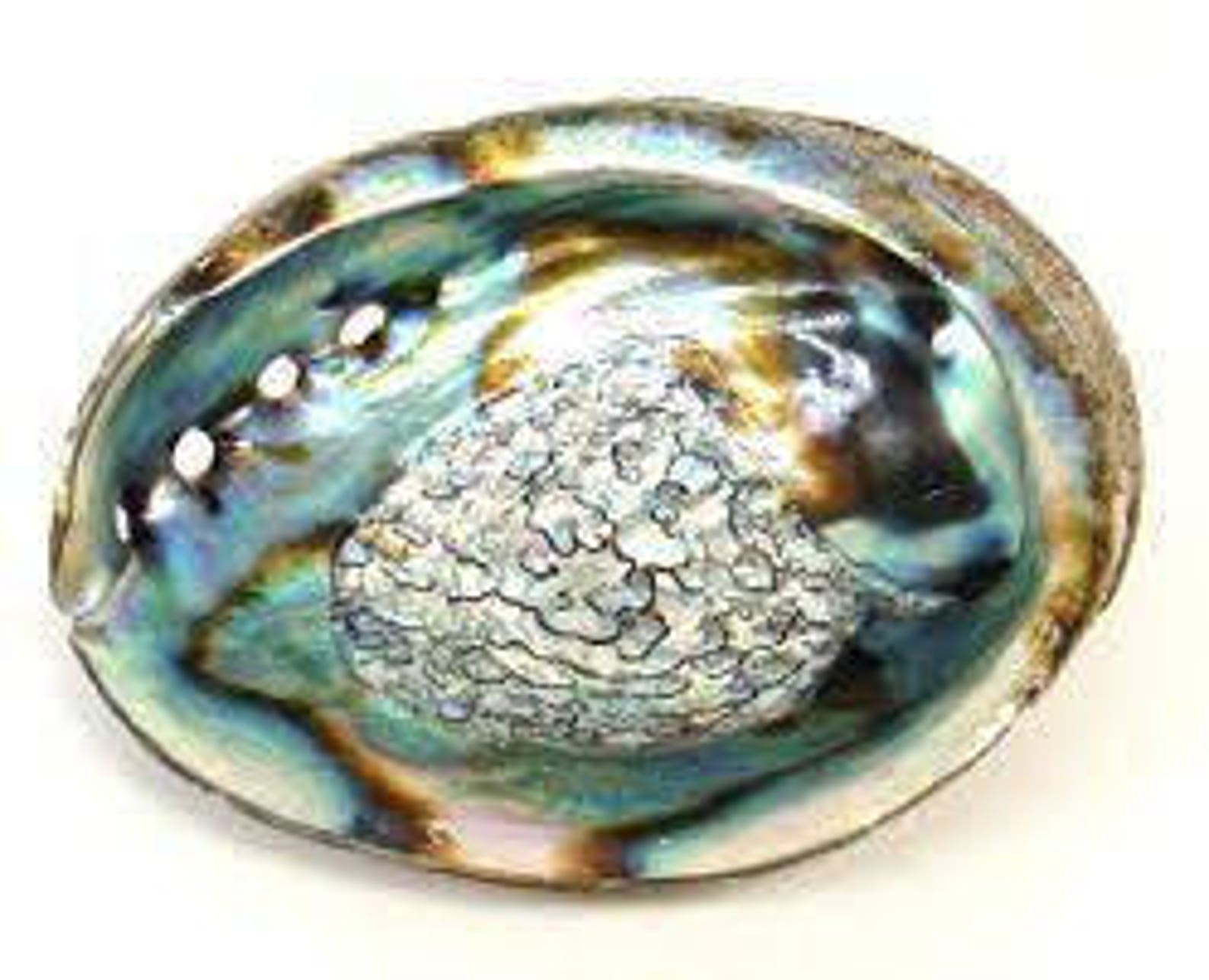 Natural 3-4 Inch Abalone Shell Smudge Shell Smudge Kit - Etsy