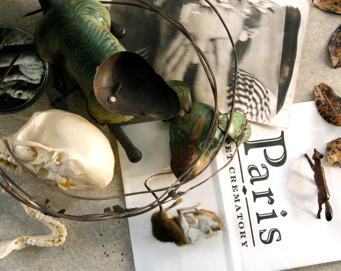 SEA ROBIN SKULL Plate Upper Skull Found in Jamestown Ri on the Beach ...