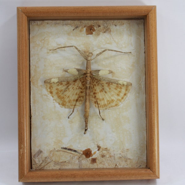 Butterfly Taxidermy - Etsy