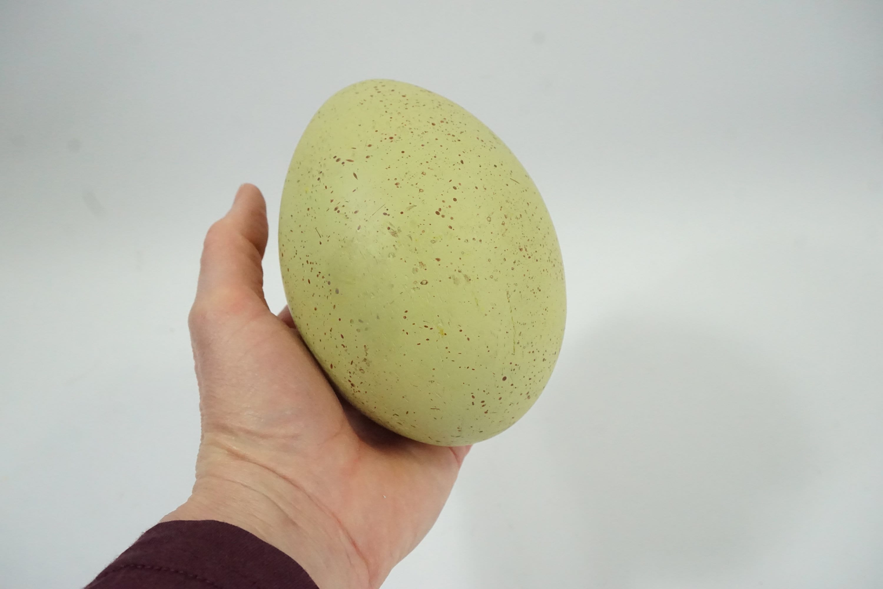 Artificial Emu Ostrich Egg Large Fake Bird Egg Emu Egg | Etsy