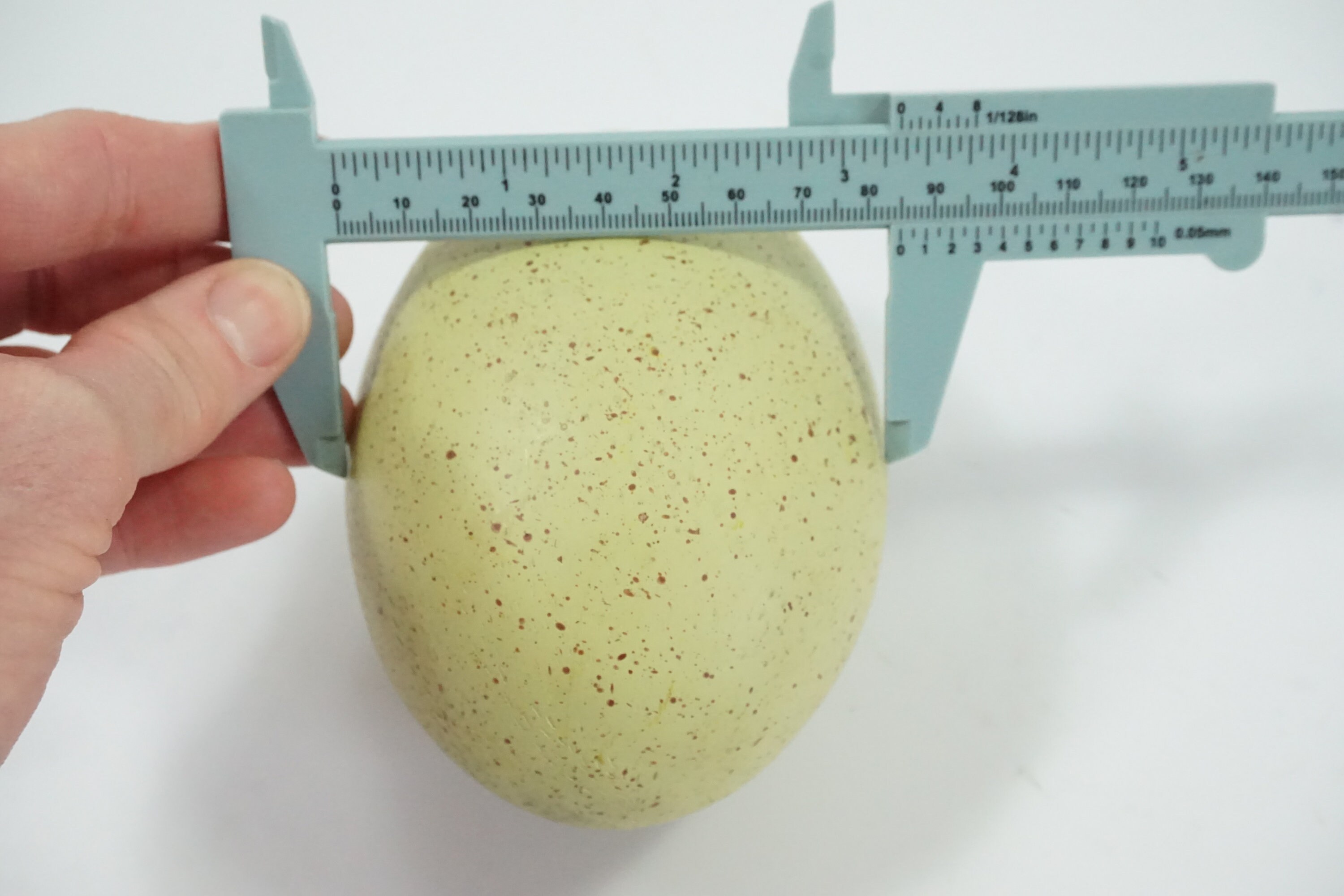 Artificial Emu Ostrich Egg Large Fake Bird Egg Emu Egg | Etsy