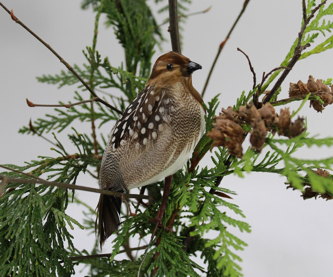 Artificial Bird, Feathered Bird, Fat Bird, Partridge Bird W Wire Feet ...
