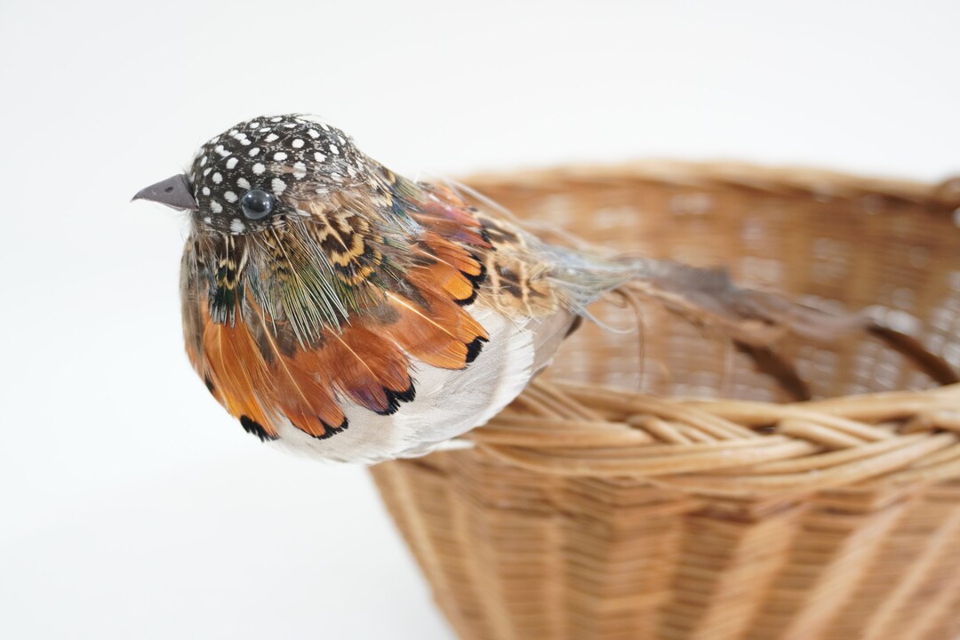 Artificial Bird, Feathered Bird, Clip On, Robin Bird, Guinea Hen ...